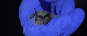 Bats and summer nights: perfect together! - New Jersey Conservation ...