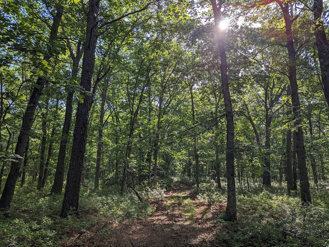 141 acres in Maurice River Watershed permanently protected - New Jersey ...