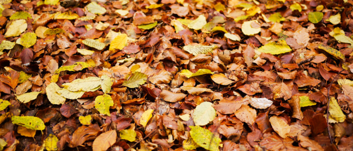 Tend a real winter garden this year - New Jersey Conservation Foundation